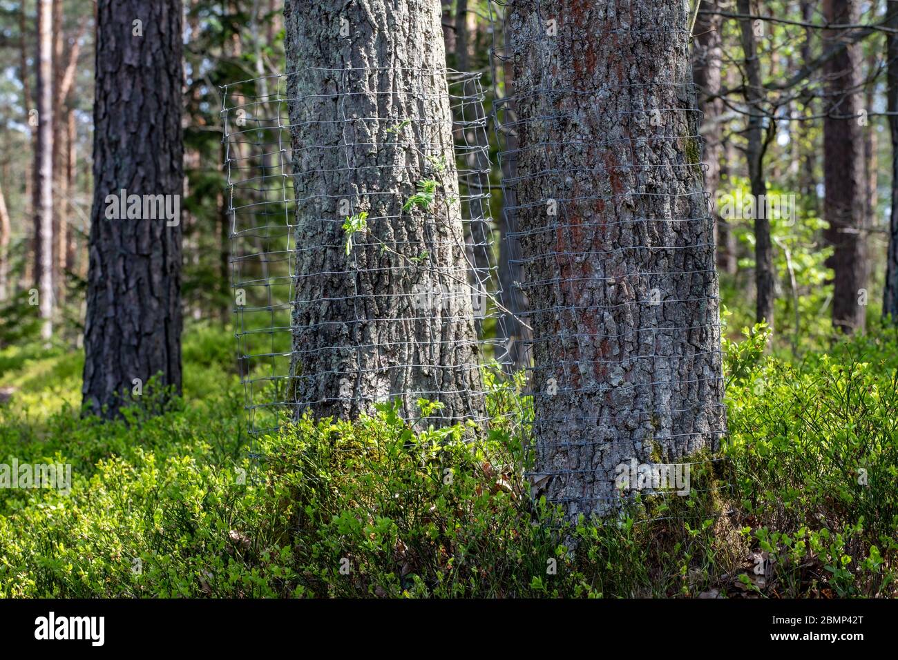 Deciduous tree trunks wrapped in metal mesh. Protection of trees in the ...