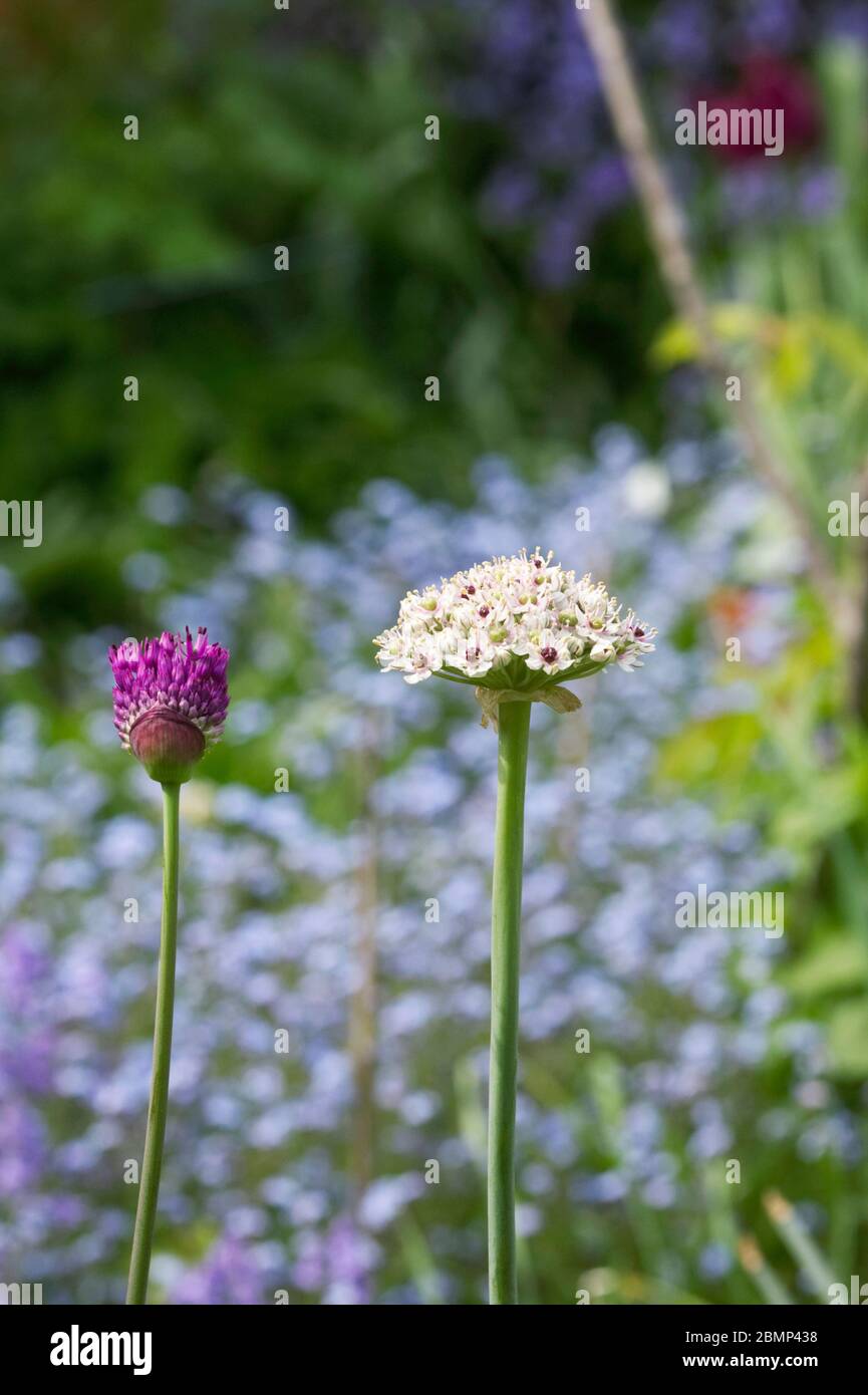 Allium 'Silver Spring' in a cottage garden. Allium flowers Stock Photo ...