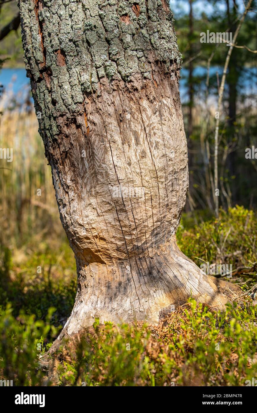 Deciduous tree trunks damaged by beavers. Trees in the forest are ...