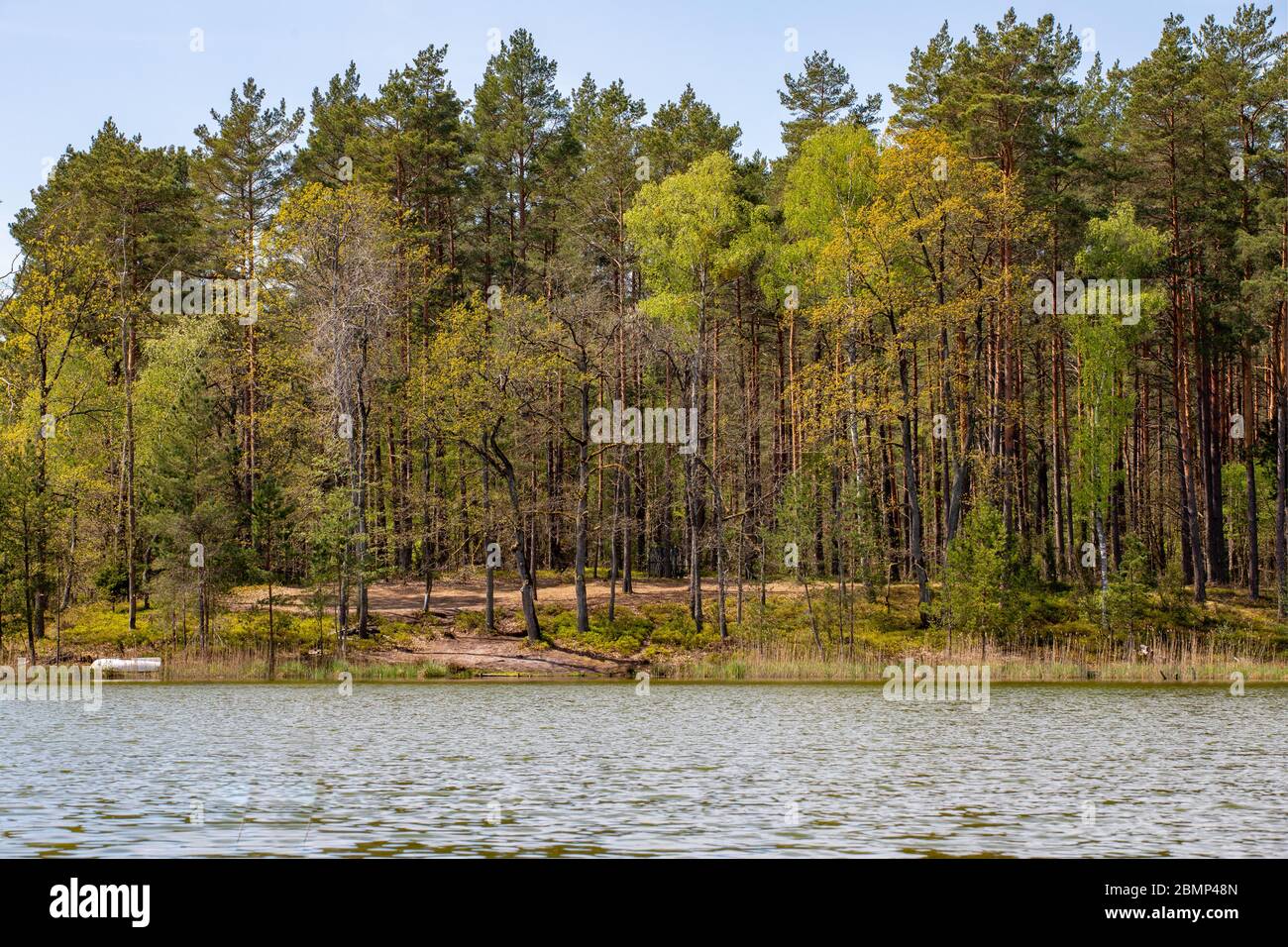 Wild beach on a small lake in the forest. A place to relax by the water ...