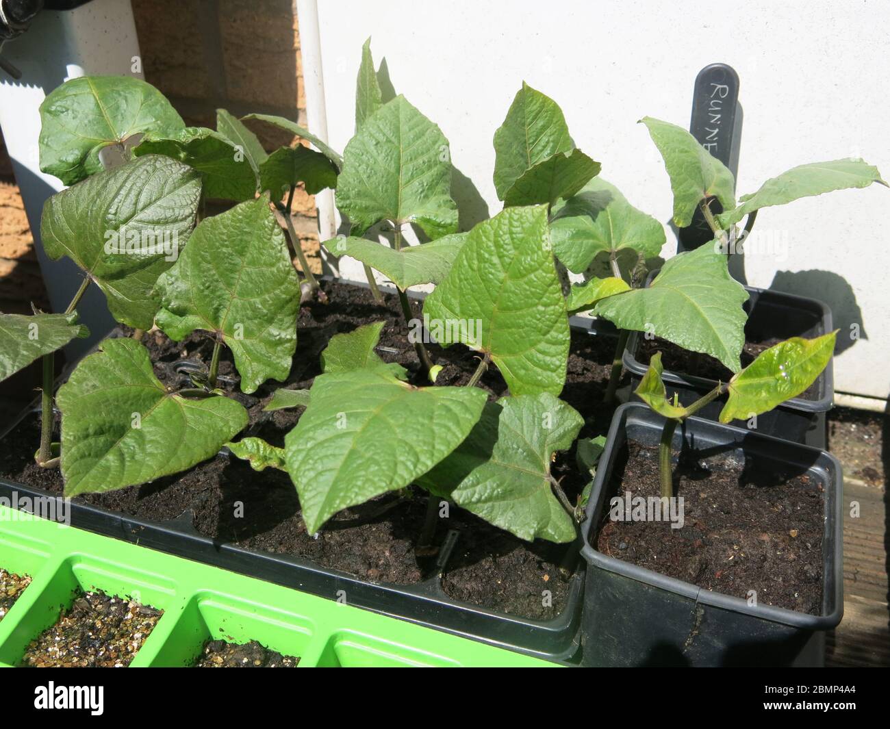 A tray of young runner bean plants with label, ready to be planted out ...