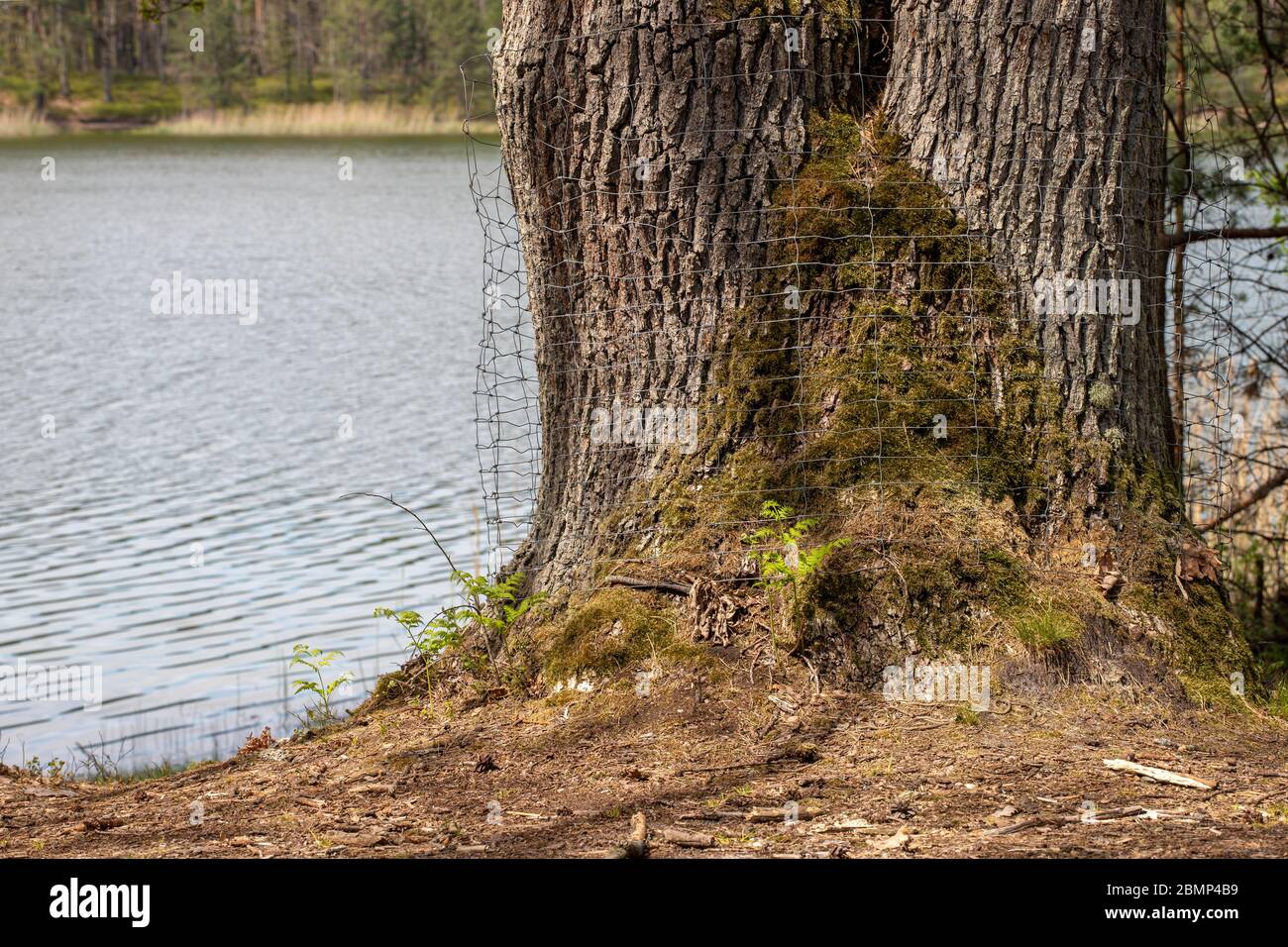 Deciduous tree trunks wrapped in metal mesh. Protection of trees in the ...