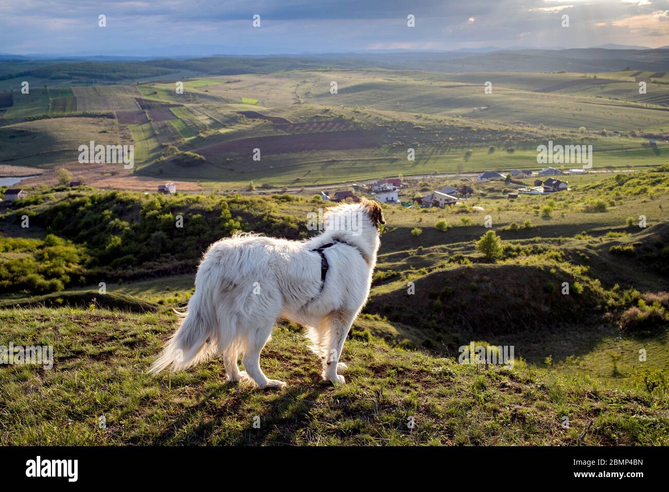 Hiker and pet dog enjoying view hi-res stock photography and images - Alamy