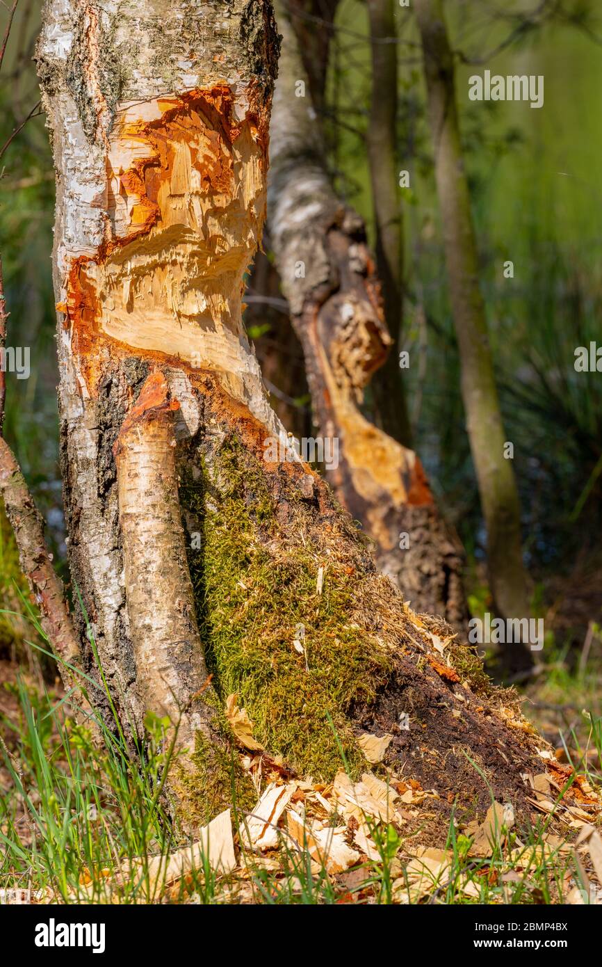 Trunks Zoology High Resolution Stock Photography and Images - Alamy