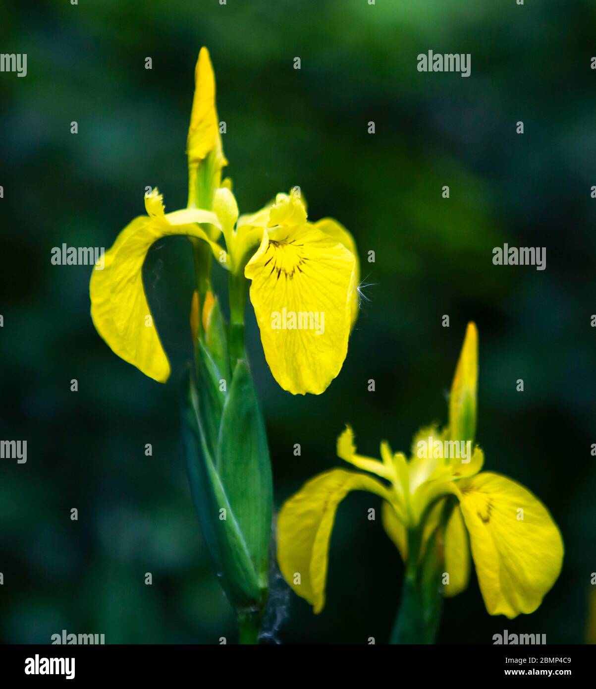 Marsh Iris High Resolution Stock Photography and Images - Alamy