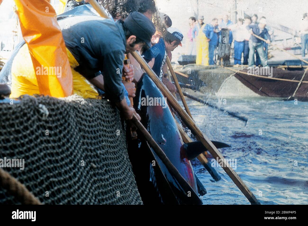 Aegadian Islands, Sicily, Italy. May 1983. Tonnara and mattanza. Tuna ...
