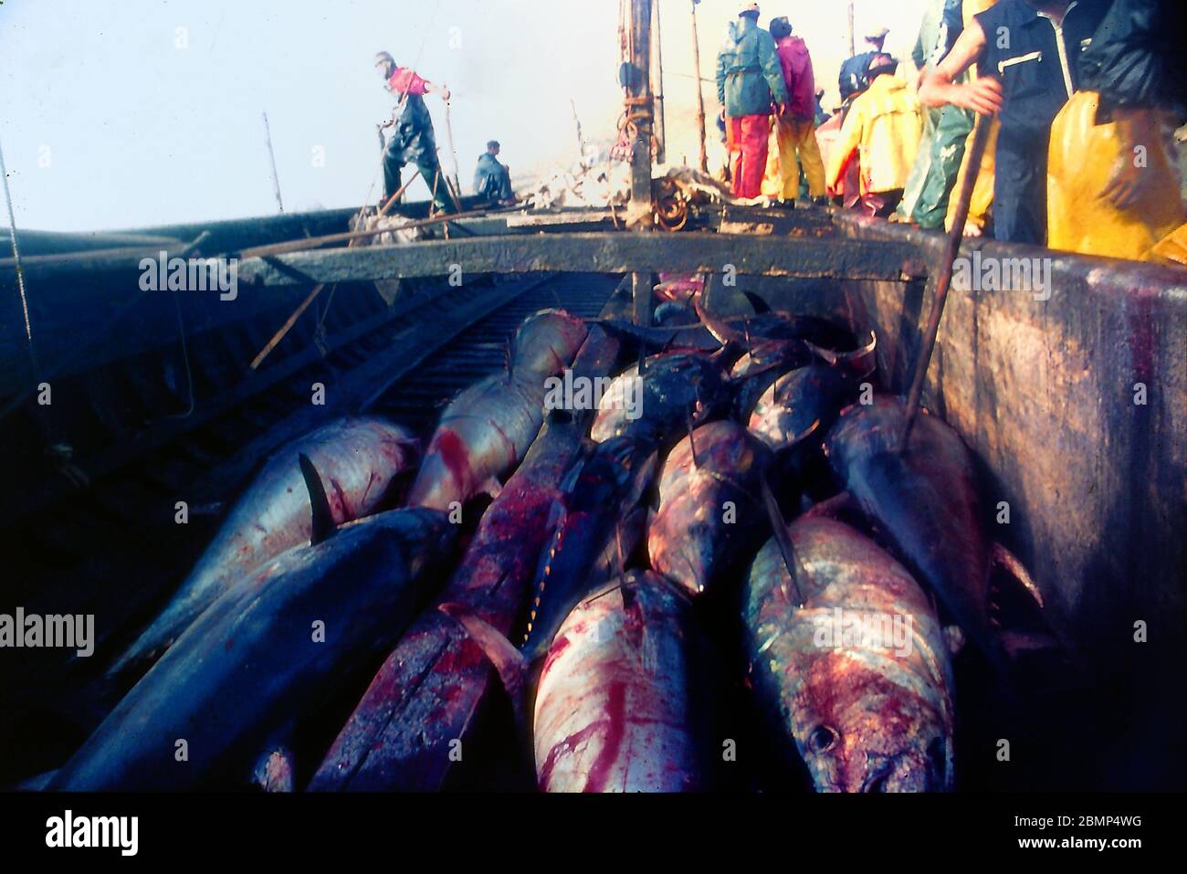 Sicily tuna fishing mattanza hi-res stock photography and images - Alamy