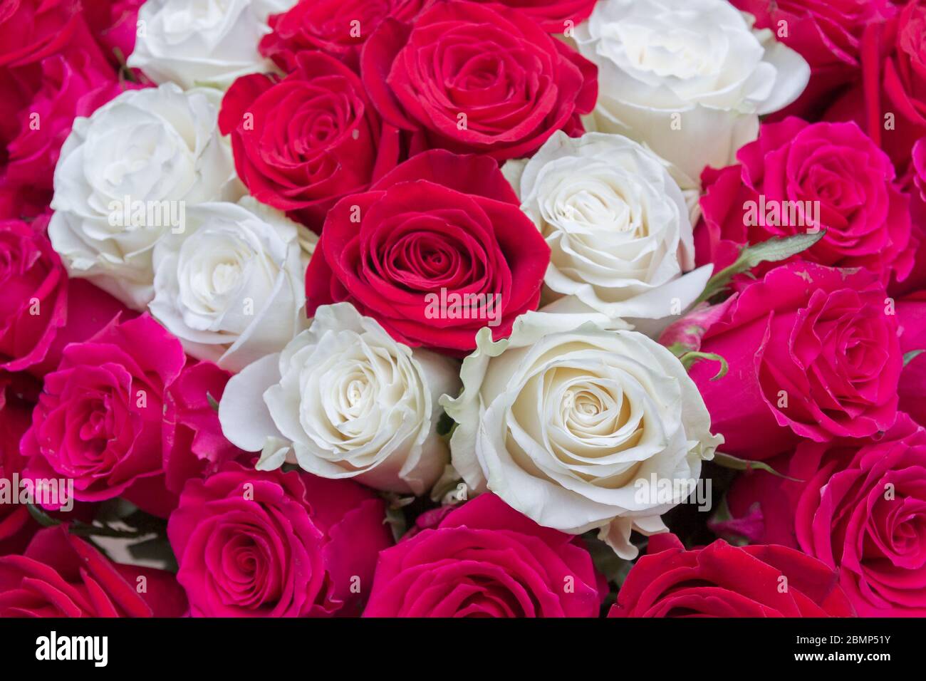 Multi-colored bouquet of red, pink and white roses Stock Photo - Alamy