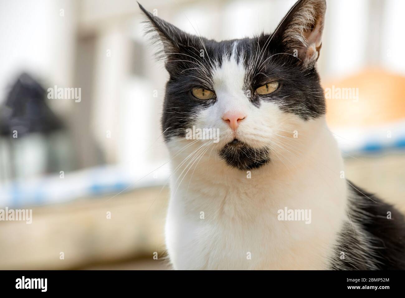 Portrait black and white of cat's face Stock Photo - Alamy