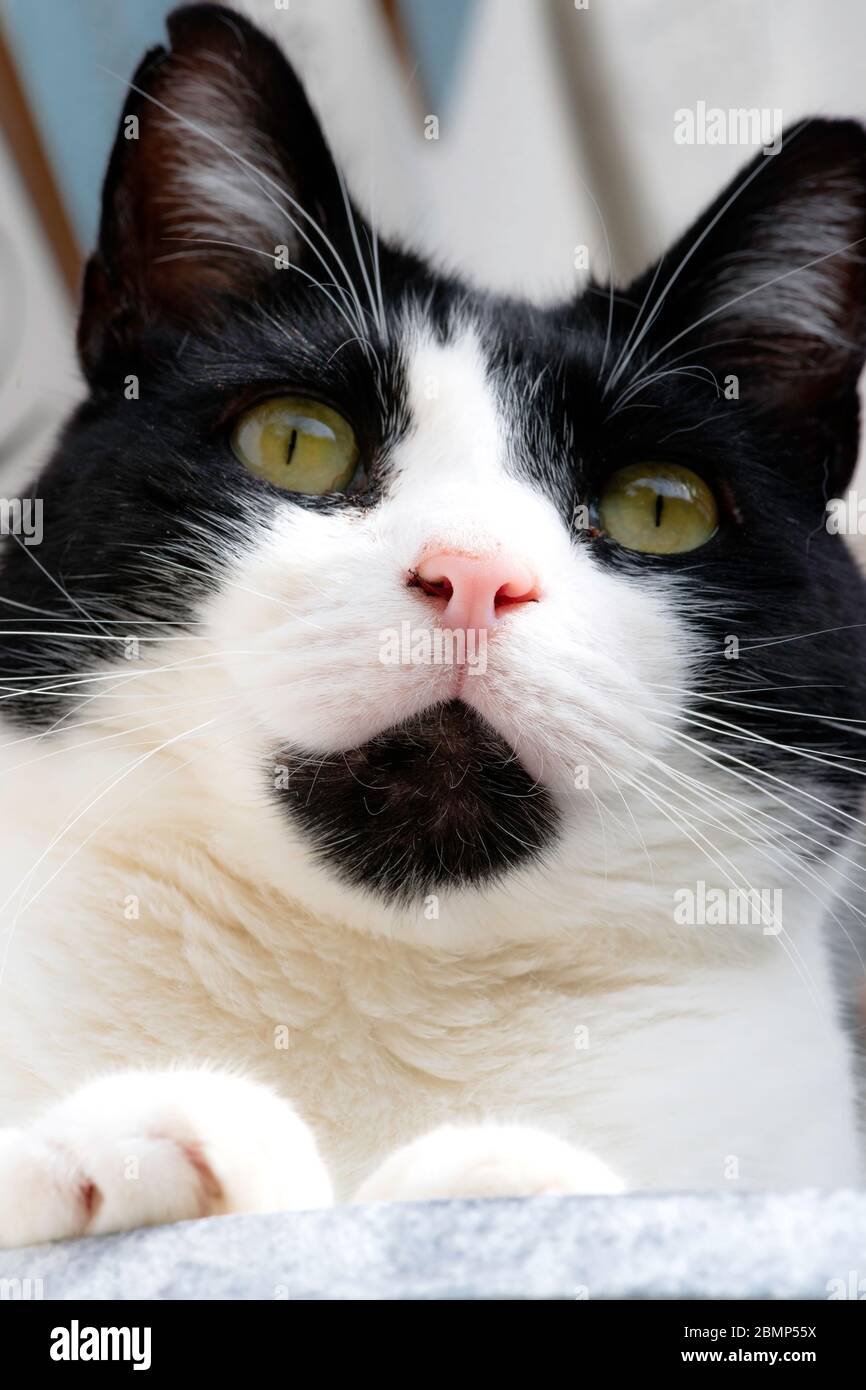 Portrait black and white of cat's face Stock Photo - Alamy