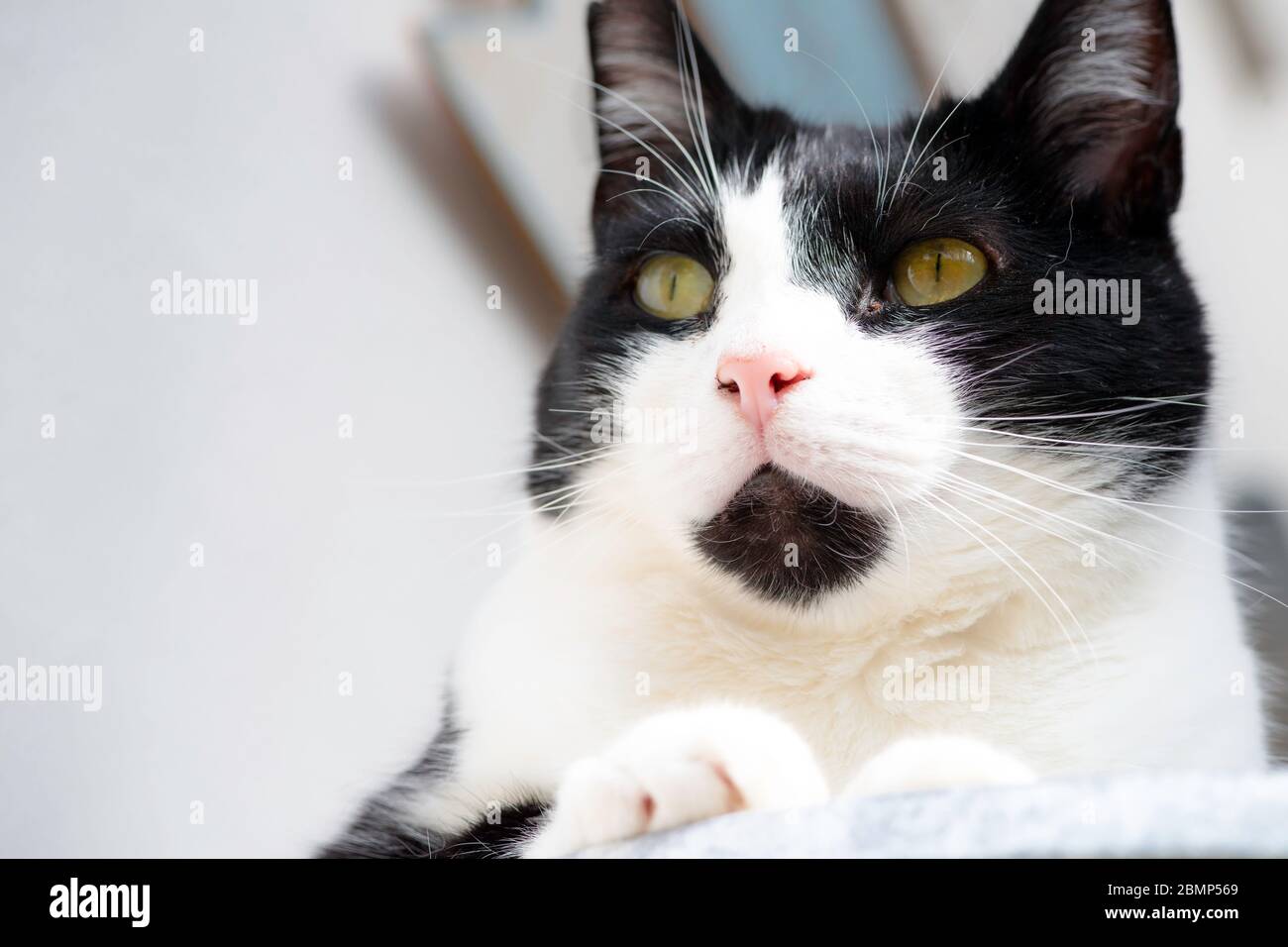 Portrait black and white of cat's face Stock Photo - Alamy