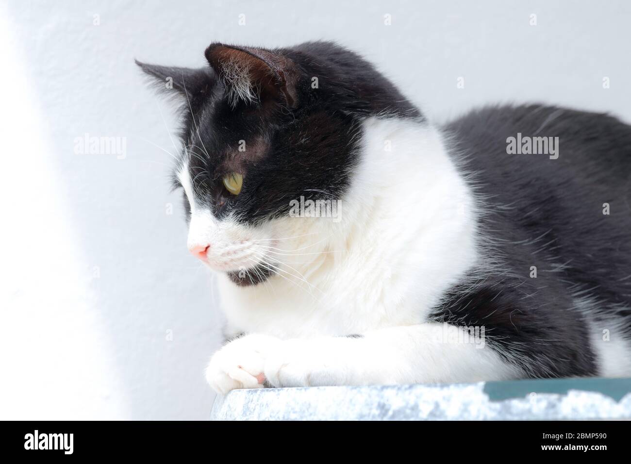 Portrait black and white of cat's face Stock Photo - Alamy