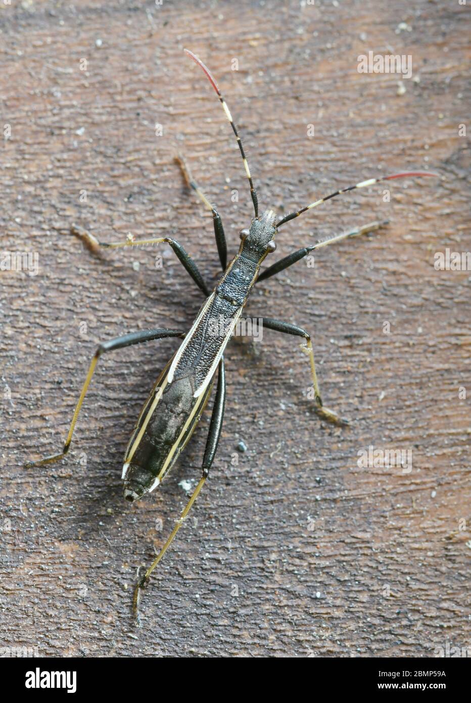 Elongated bug on a rock Stock Photo - Alamy