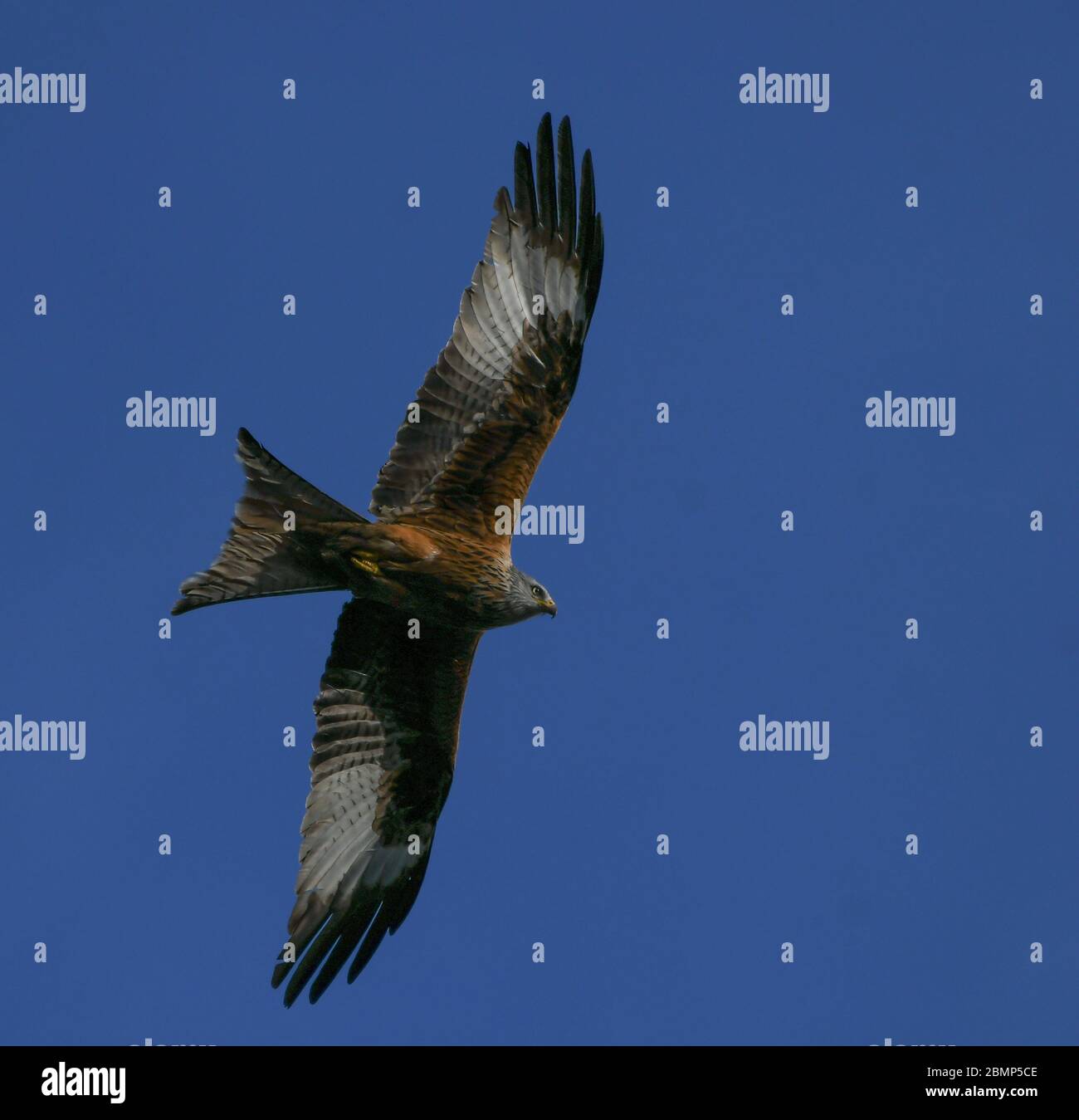 Red kite in flight Stock Photo - Alamy