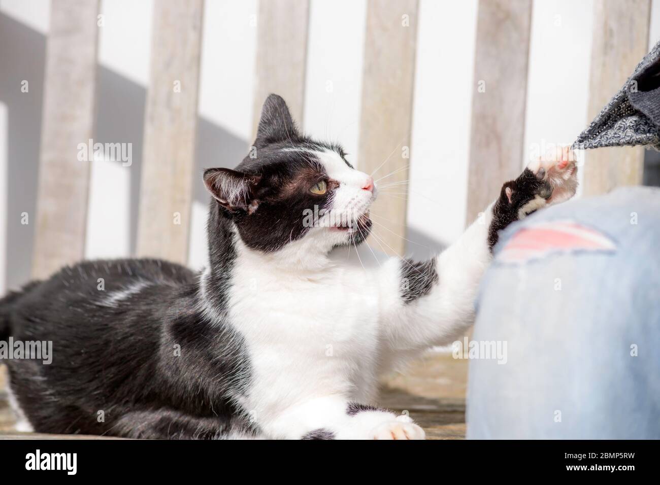 Black and white cat angry and snarling to adult Stock Photo - Alamy