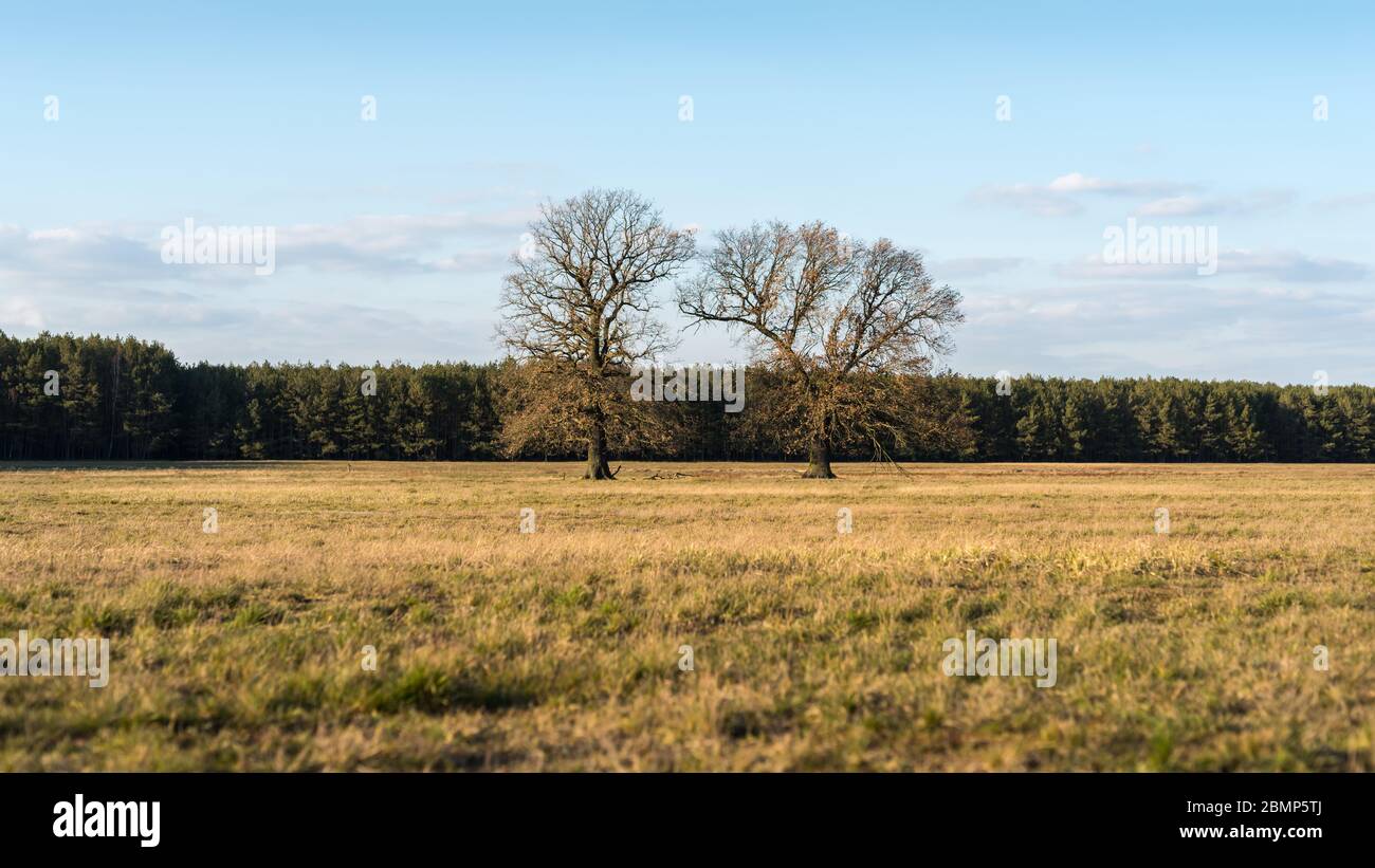 On dry meadow vegetation in spring hi-res stock photography and images ...