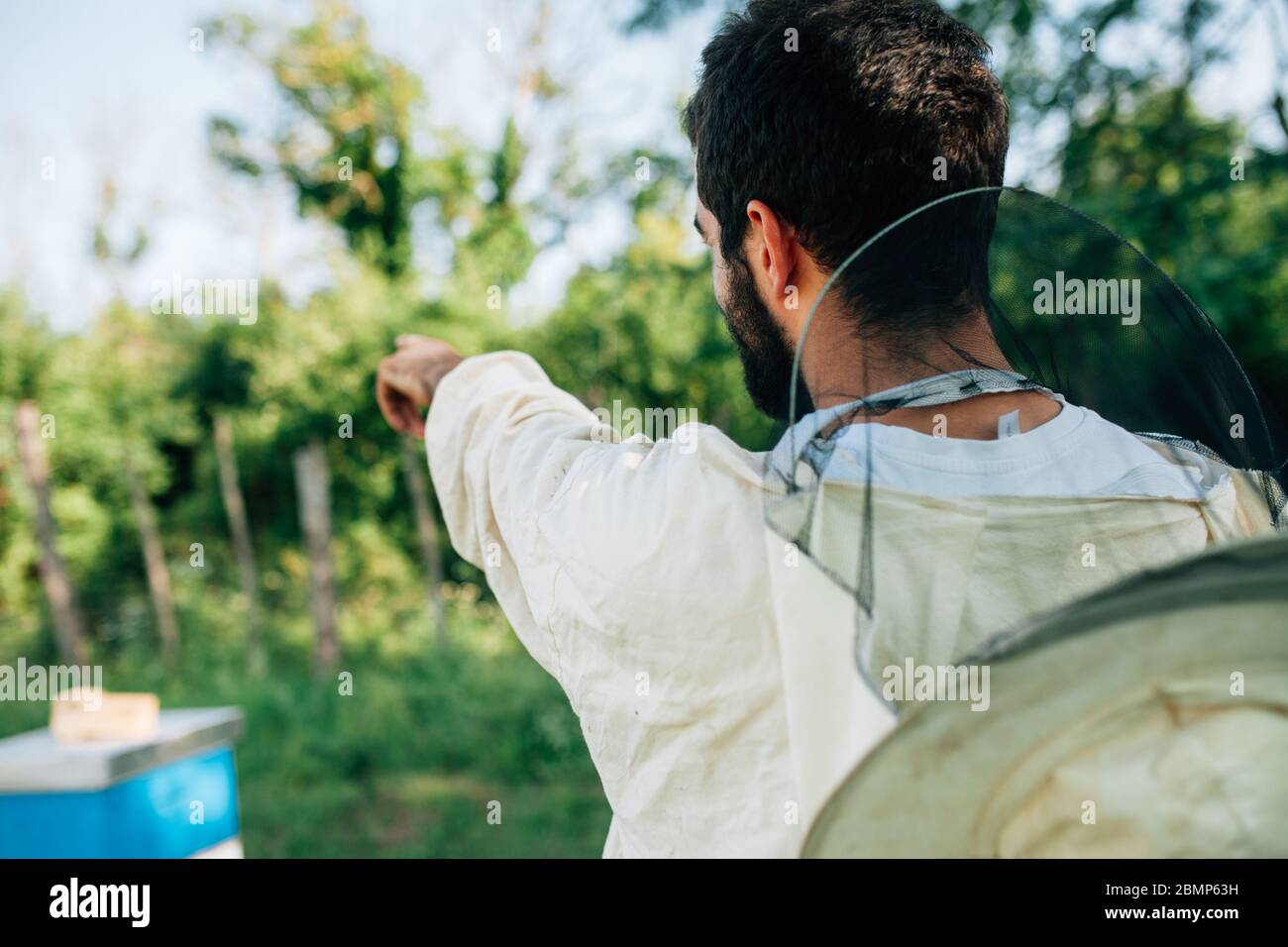 Beekeeper pointing on a trees where bees fly Stock Photo - Alamy