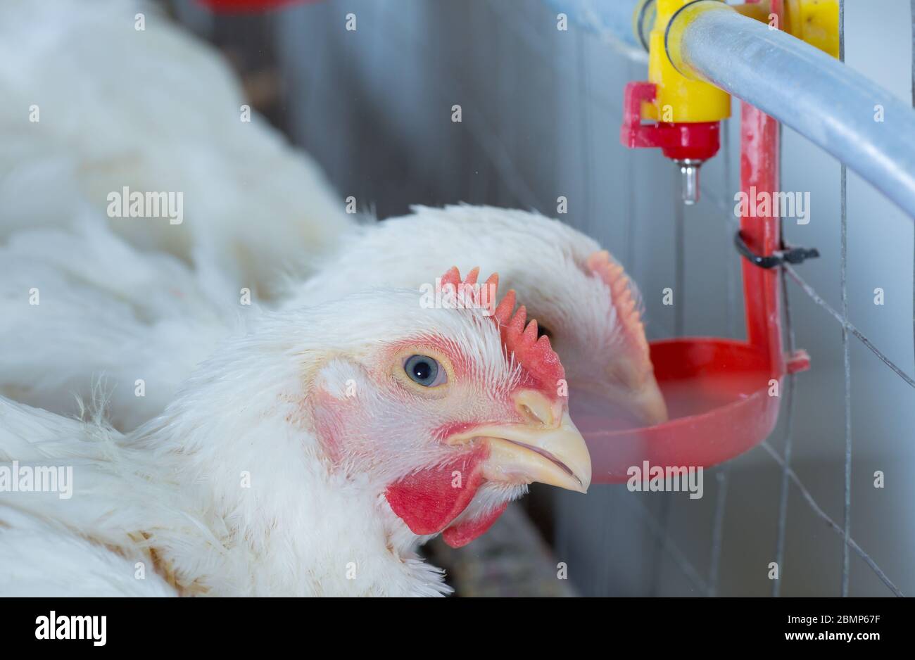 chicken and chicken production at the poultry farm Stock Photo - Alamy
