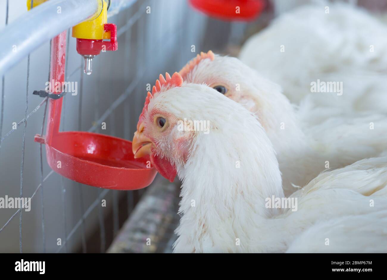 chicken and chicken production at the poultry farm Stock Photo - Alamy