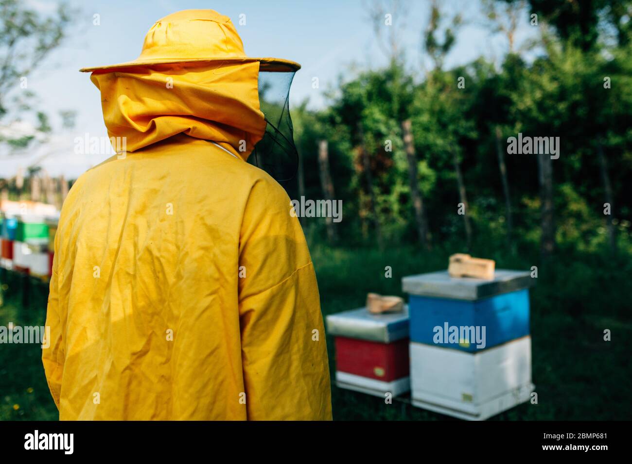 Beekeeper looked from back side in his apiary Stock Photo - Alamy