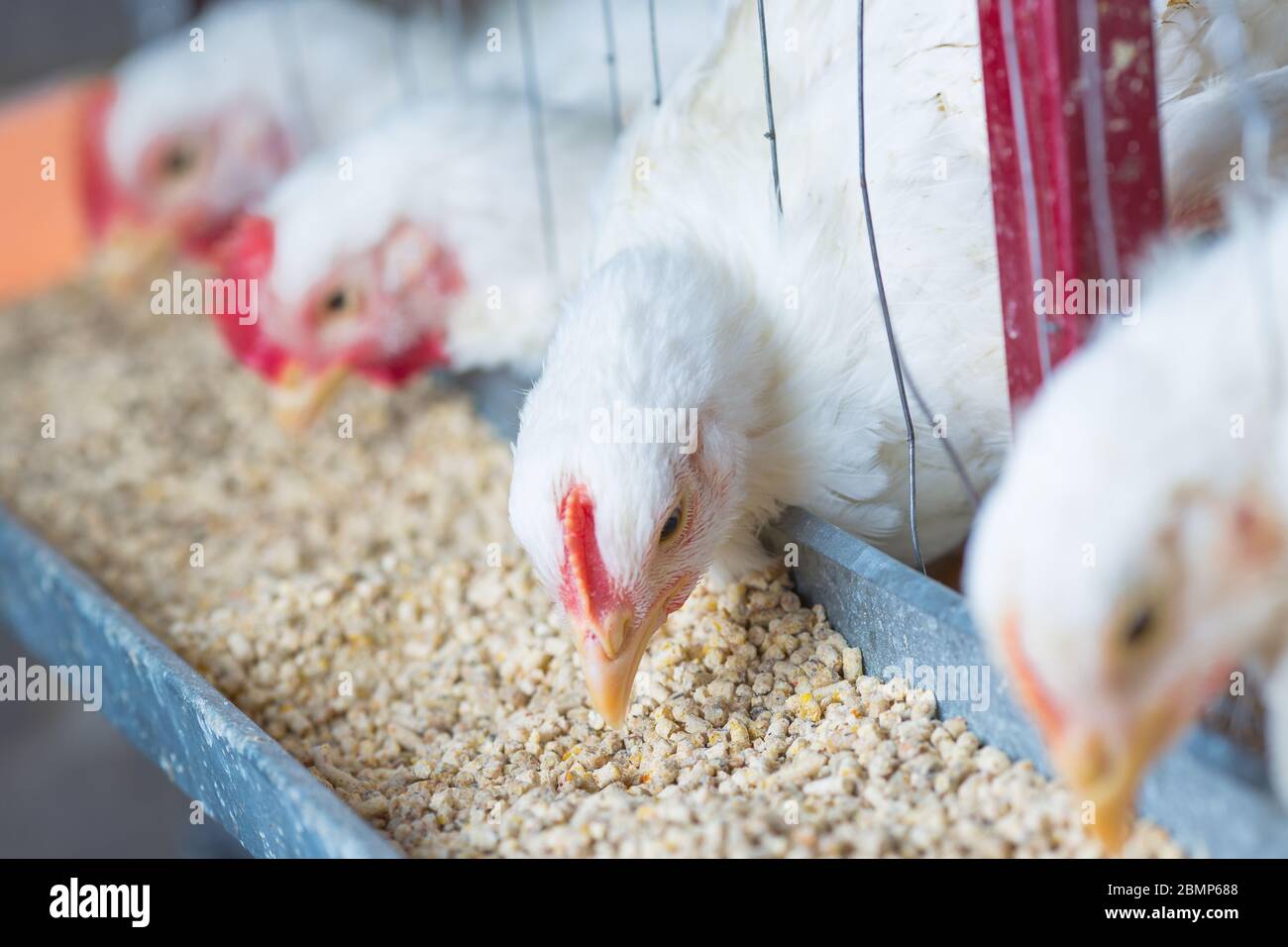 chicken and chicken production at the poultry farm Stock Photo - Alamy