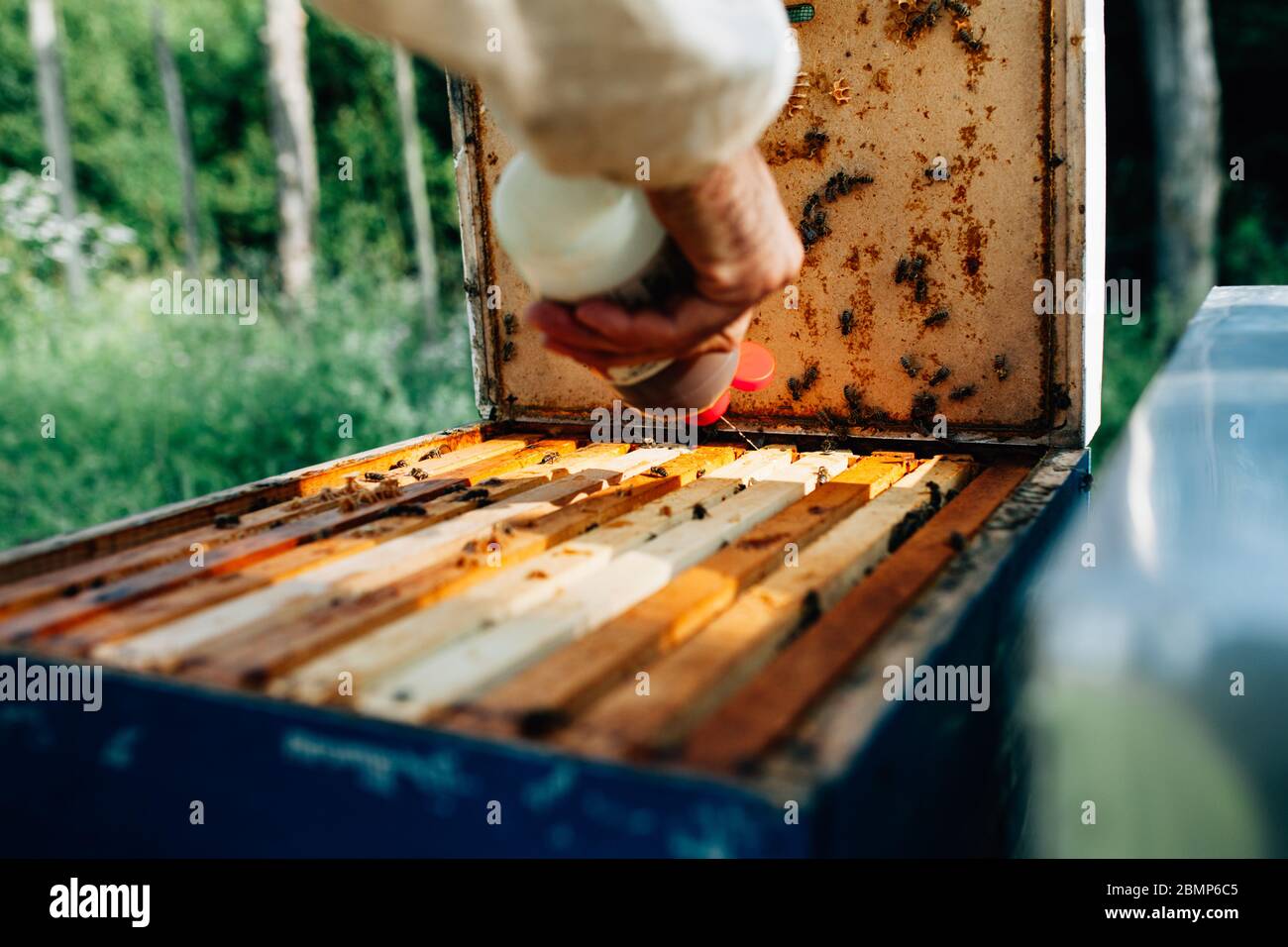Anti Varroa treatment on the open beehive Stock Photo - Alamy