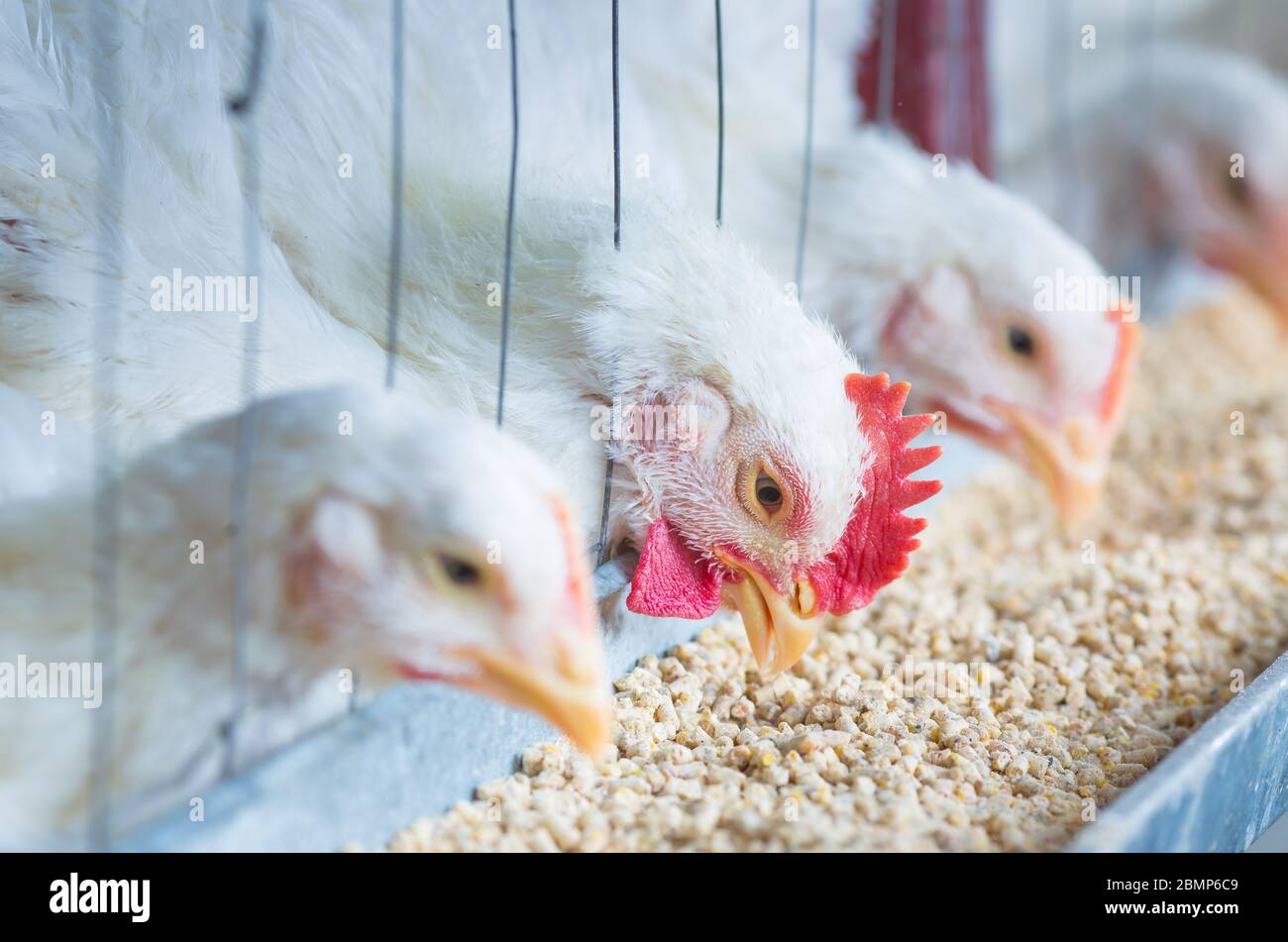 chicken and chicken production at the poultry farm Stock Photo - Alamy