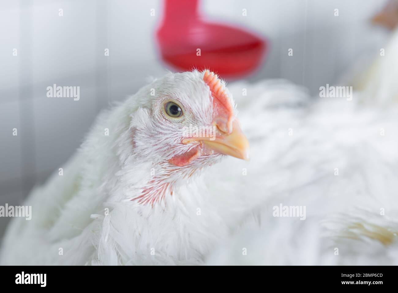 chicken and chicken production at the poultry farm Stock Photo - Alamy