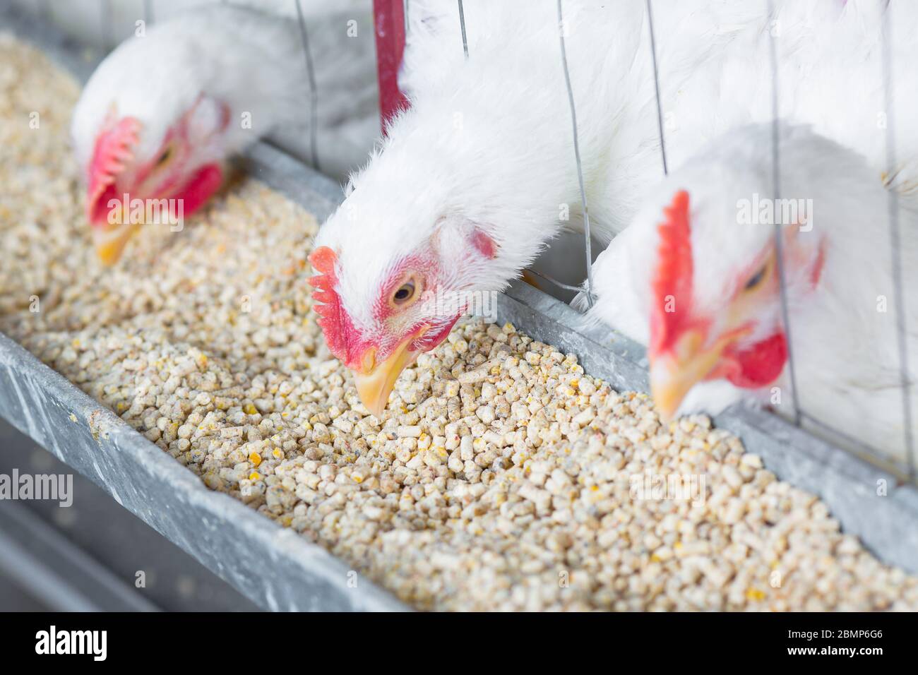 chicken and chicken production at the poultry farm Stock Photo - Alamy