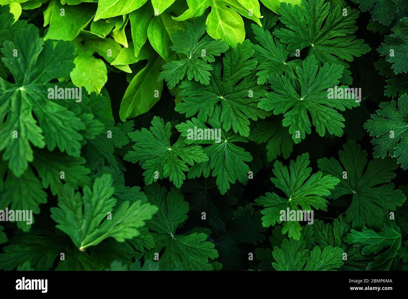 Lemon geranium fresh leaves of Pelargonium Crispum. Floral leafy ...