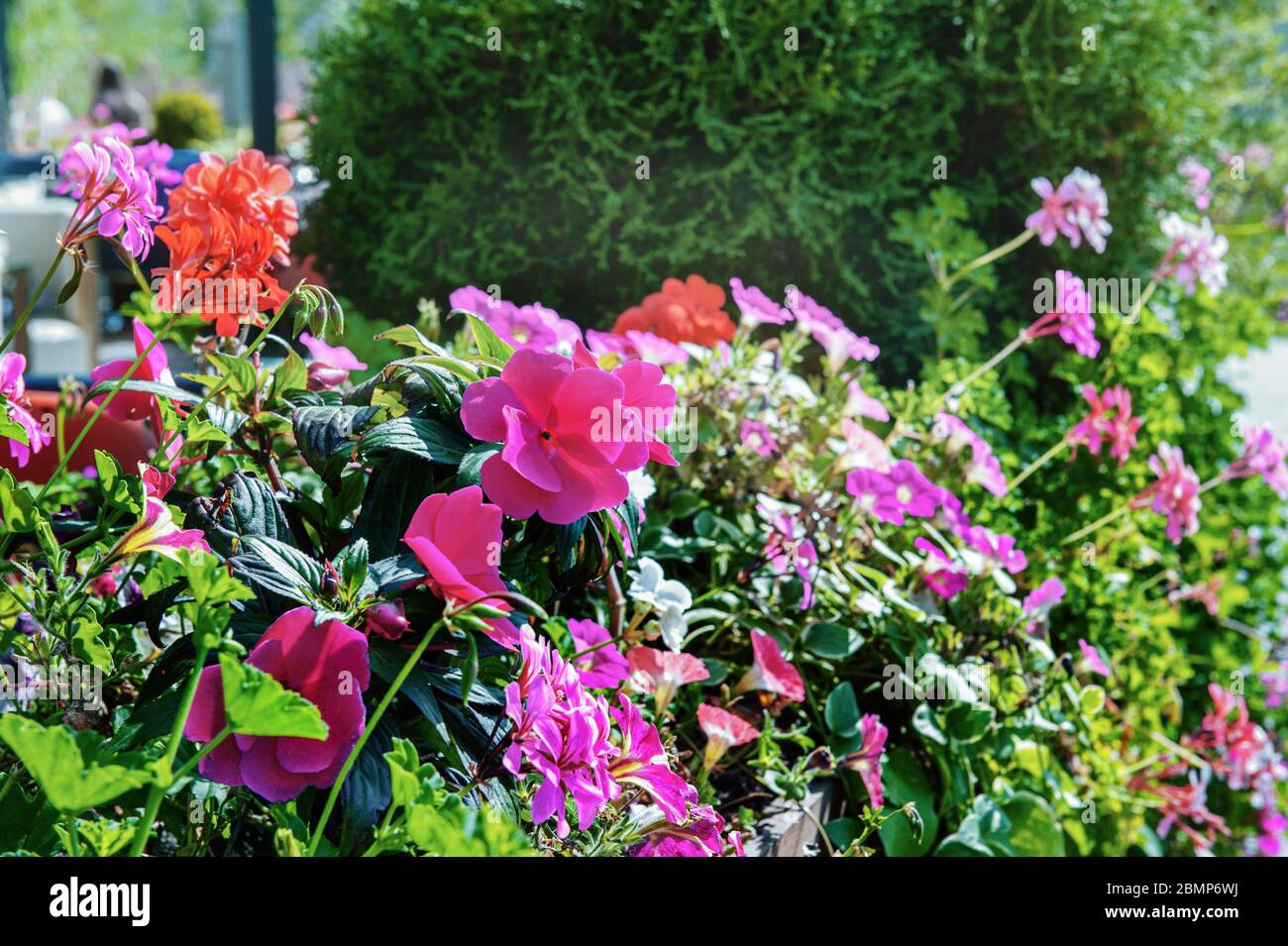 Vertical gardening of the city using Petunia and geranium plants ...