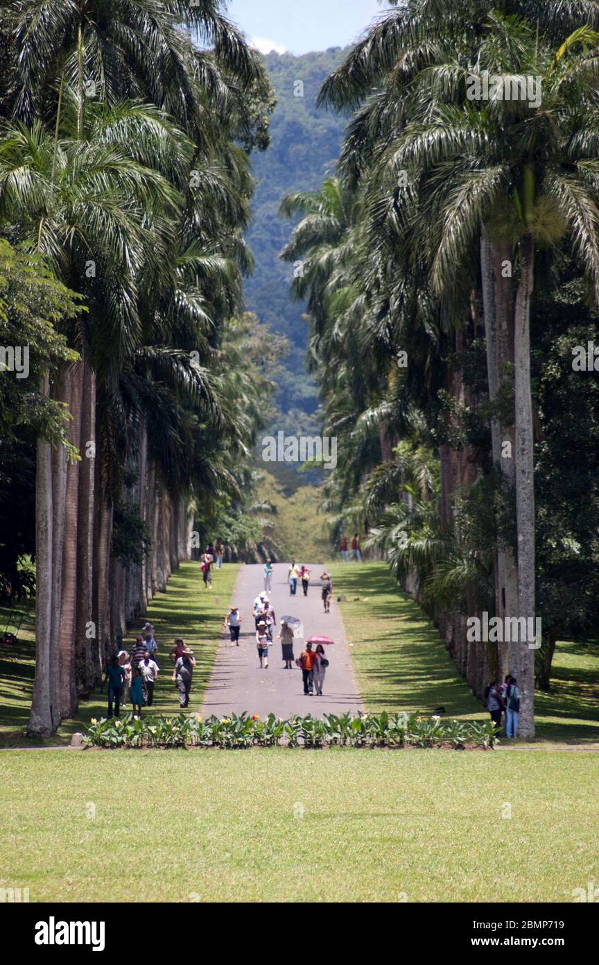 The National Botanical Garden in Kandy, Sri Lanka with beautiful palm ...