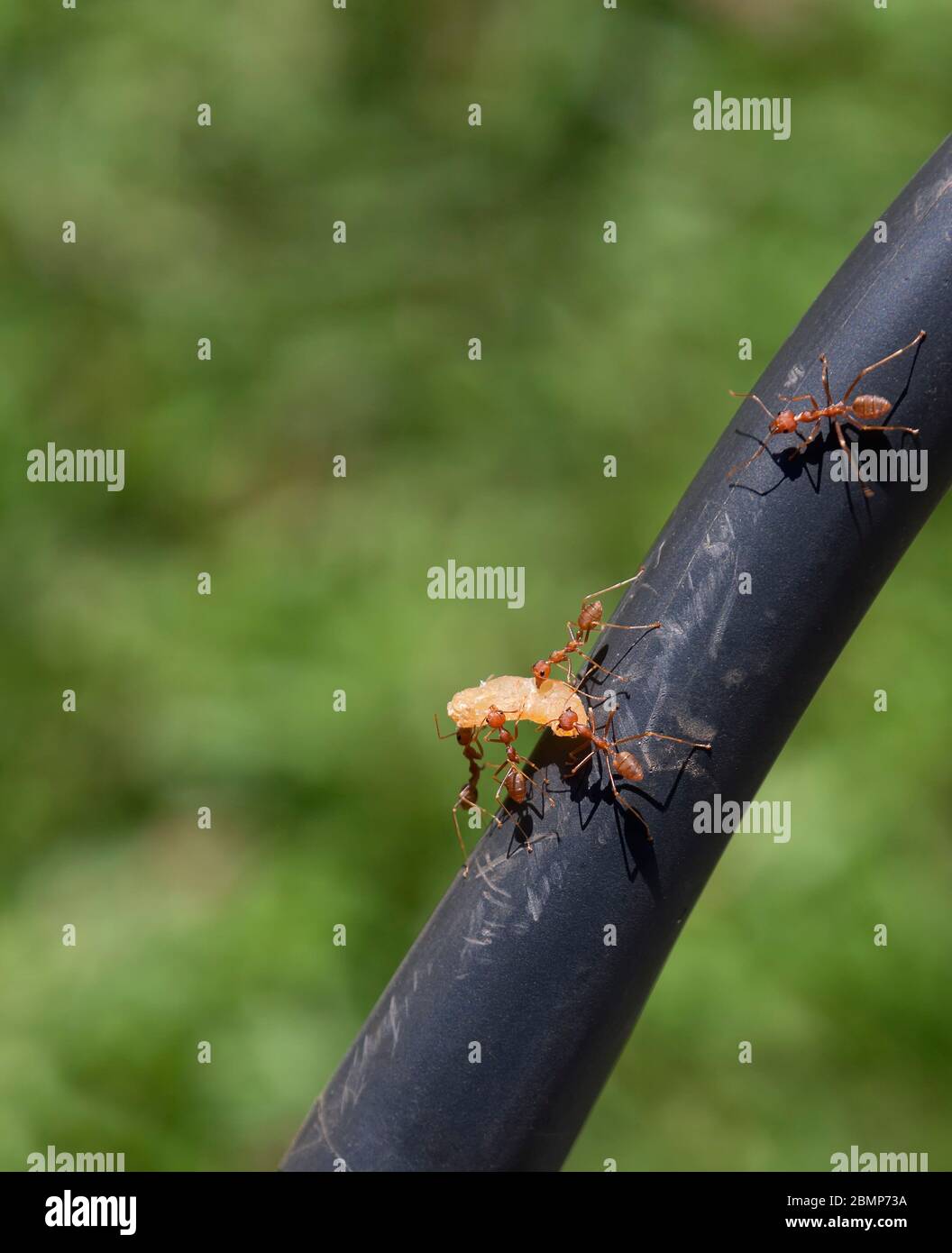 Asian Weaver Ant High Resolution Stock Photography and Images - Alamy