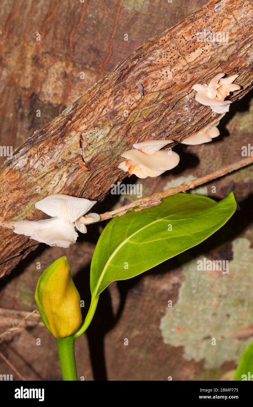 Polypores growing on a tree in Thailand Stock Photo - Alamy