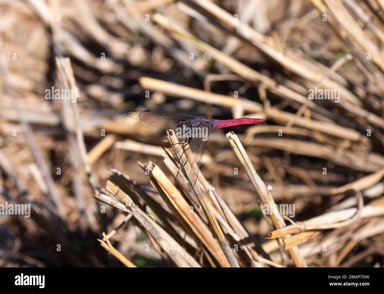 Trithemis annulata, the violet dropwing, violet-marked darter, purple ...