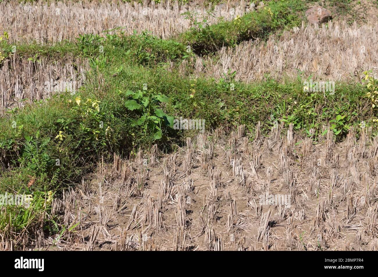 Rice field in Northern Thailand, Southeast Asia Stock Photo - Alamy