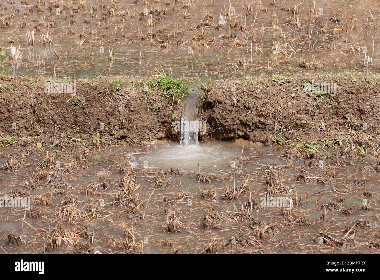 Dried rice plants hi-res stock photography and images - Alamy