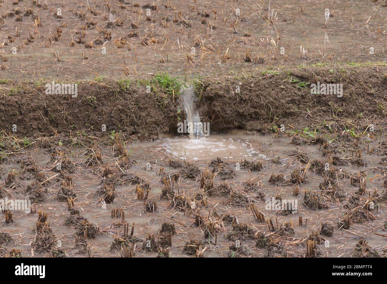 Rice field in Northern Thailand, Southeast Asia Stock Photo - Alamy