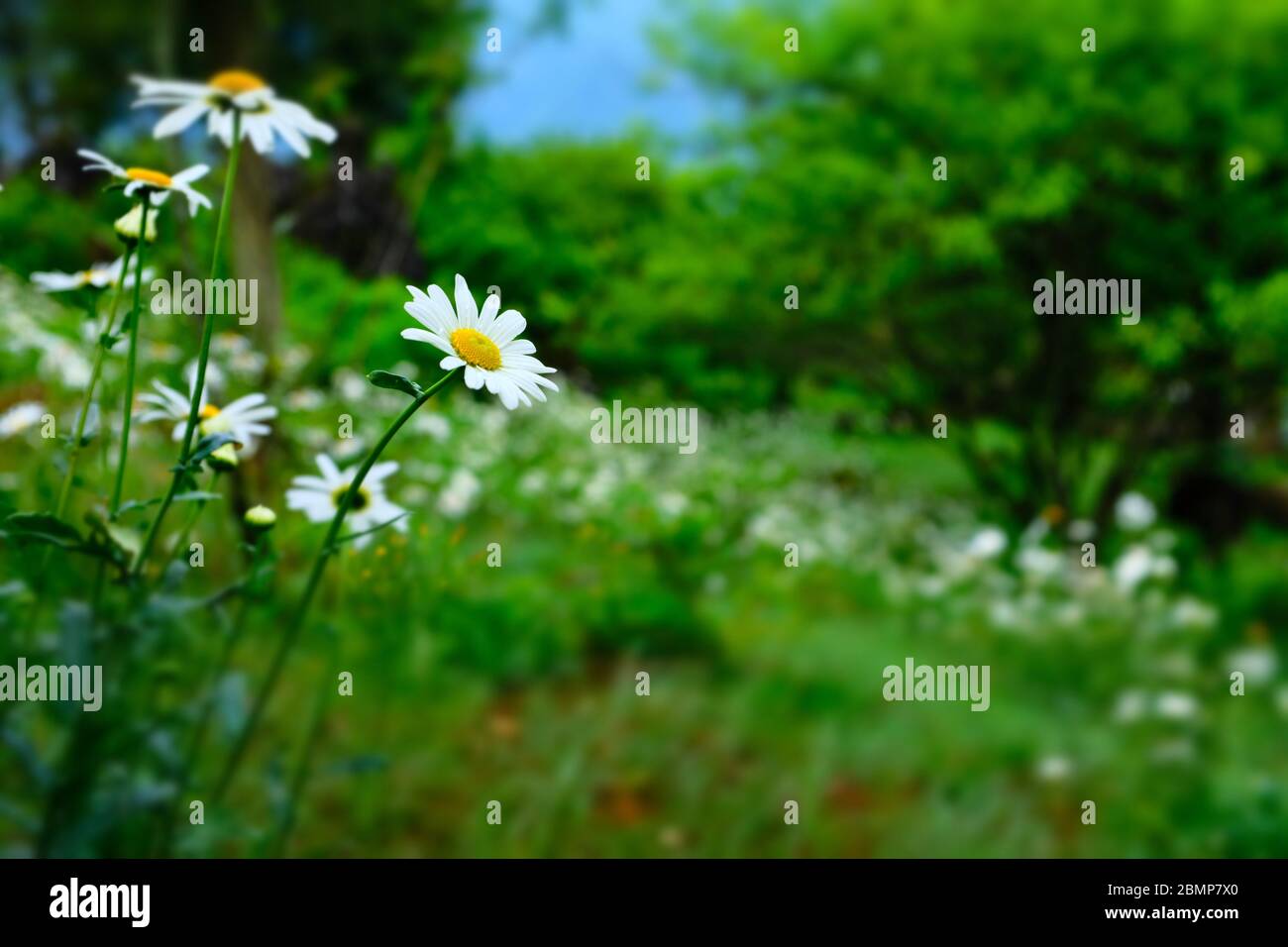 One daisy flower and very blurred other daisies and greenery in the ...