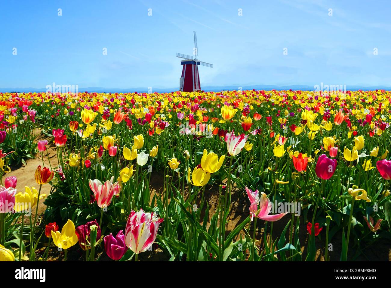 Magic tulip fields in Washington state Stock Photo - Alamy