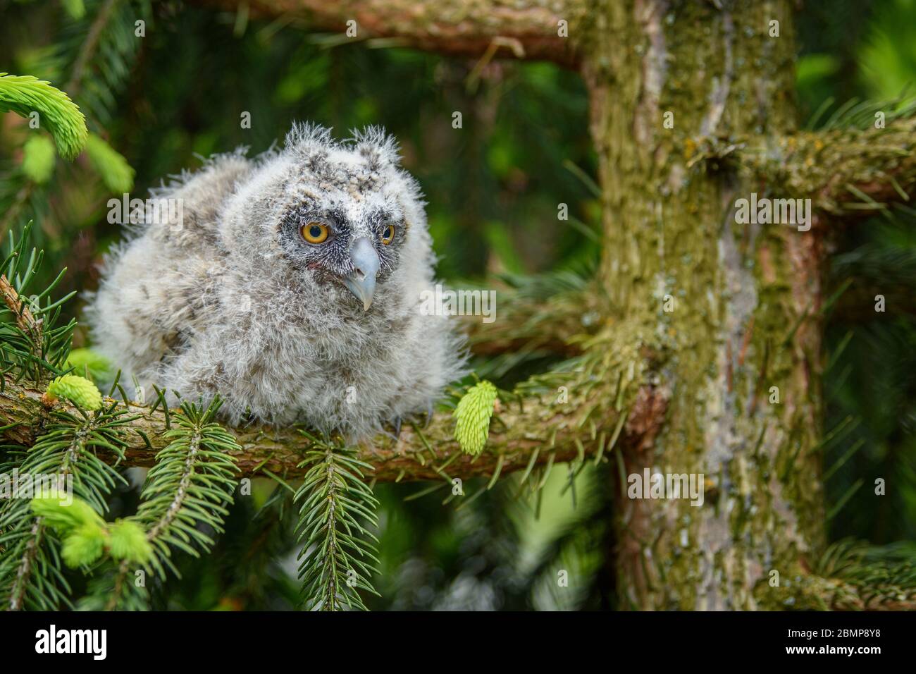 Baby Long-eared owl owl in the wood, sitting on tree trunk in the ...