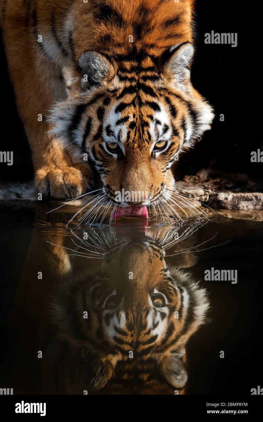 Reflection Mirror Animal