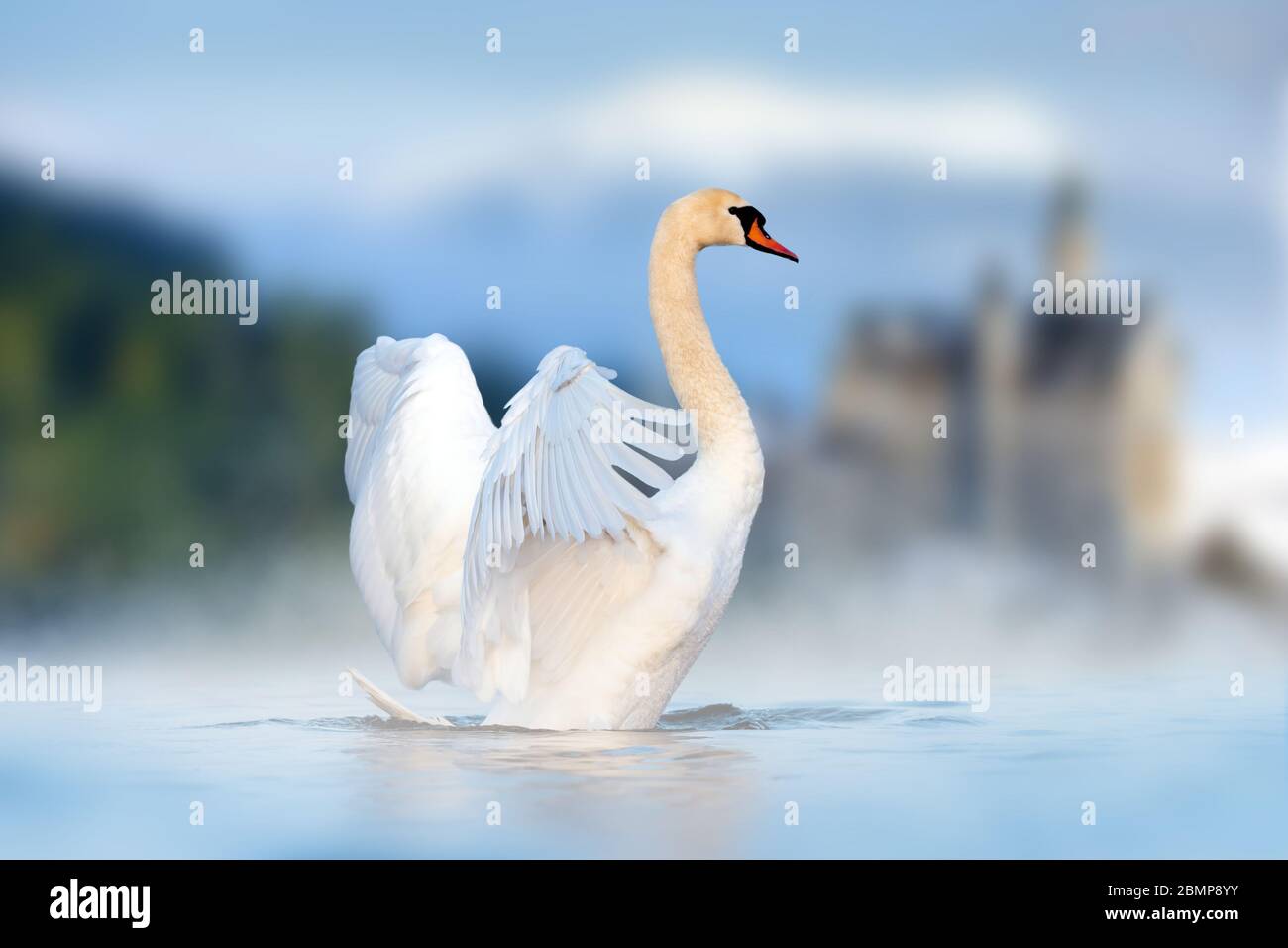 White swan in lake on castle and mountain background. Wildlife scene ...
