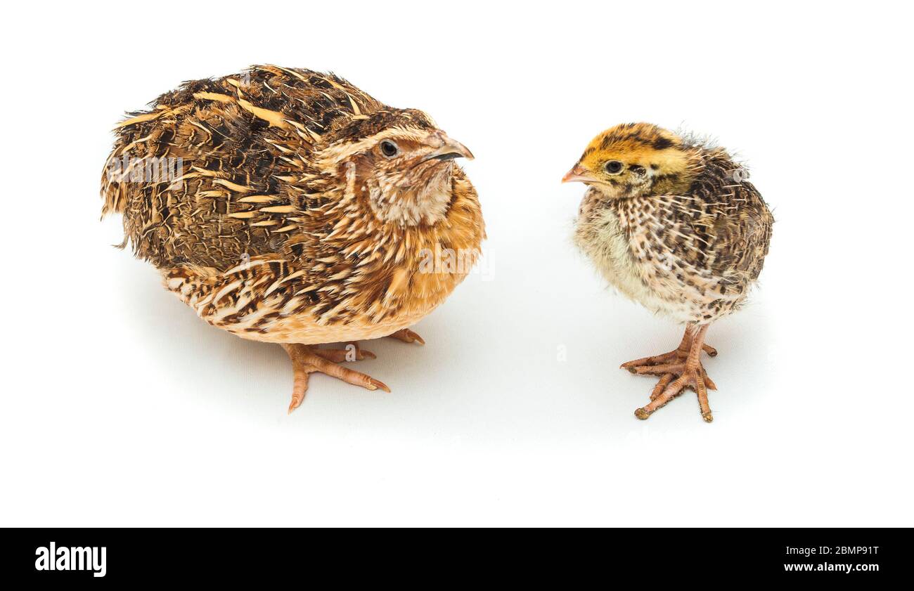 Quail bird hi-res stock photography and images - Alamy