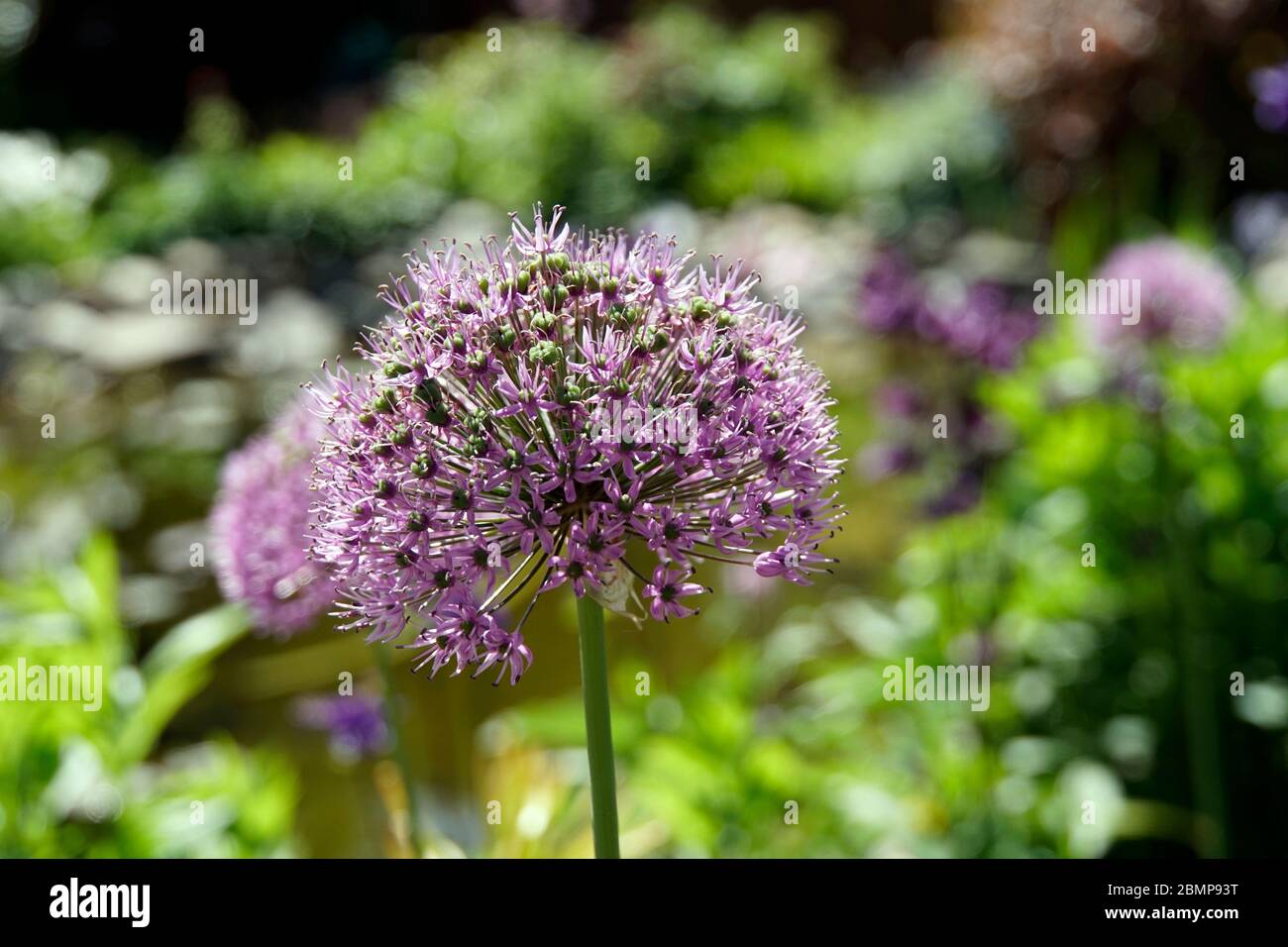Blütenstand des Riesen-Lauch (Allium giganteum) am Gartenteich Stock ...