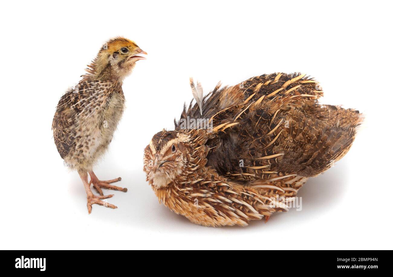 baby and mature quail bird isolated on white Stock Photo - Alamy