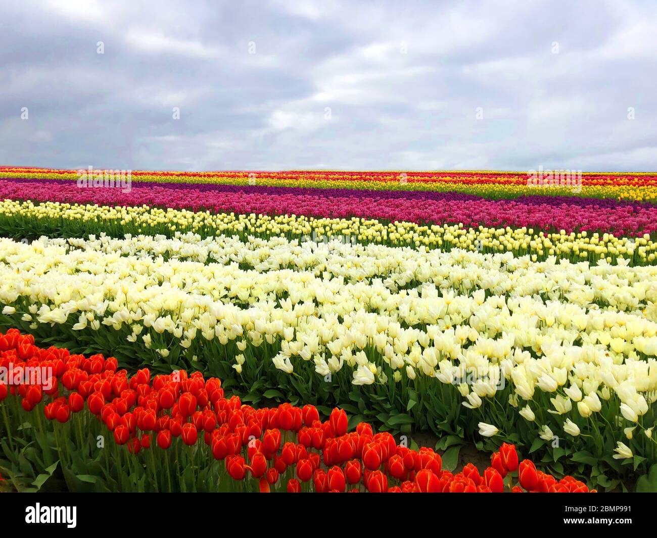 Magic tulip fields in Washington state Stock Photo - Alamy