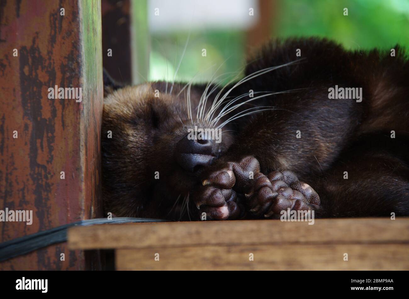 Civet cat sleeping, luwak , animal from Indonesia, Bali Stock Photo - Alamy