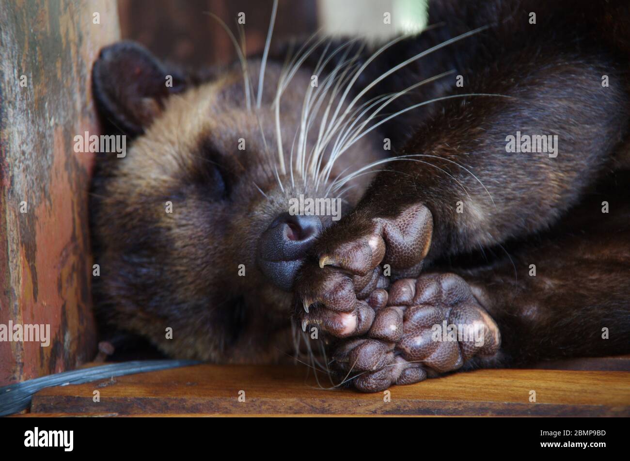 Civet cat sleeping, luwak , animal from Indonesia, Bali Stock Photo - Alamy