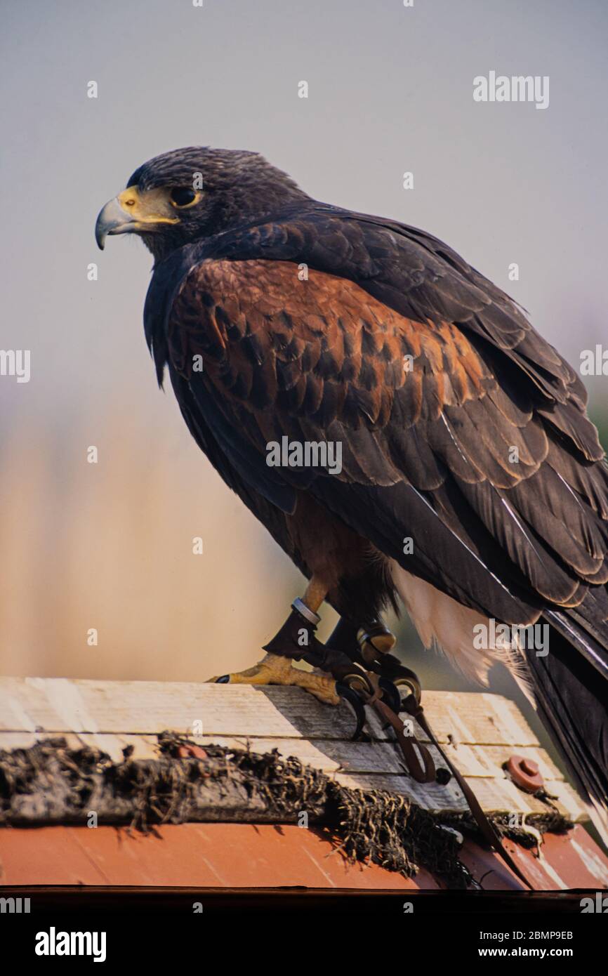 Red kite (Milvus milvus) at International Centre for Birds of Prey ...